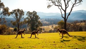 Where to Spot Kangaroos in Australia: Visitor's Guide 2025